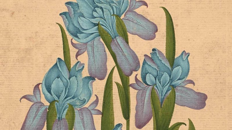 Page d’album à l’iris et à la calligraphie – Galerie Kevorkian